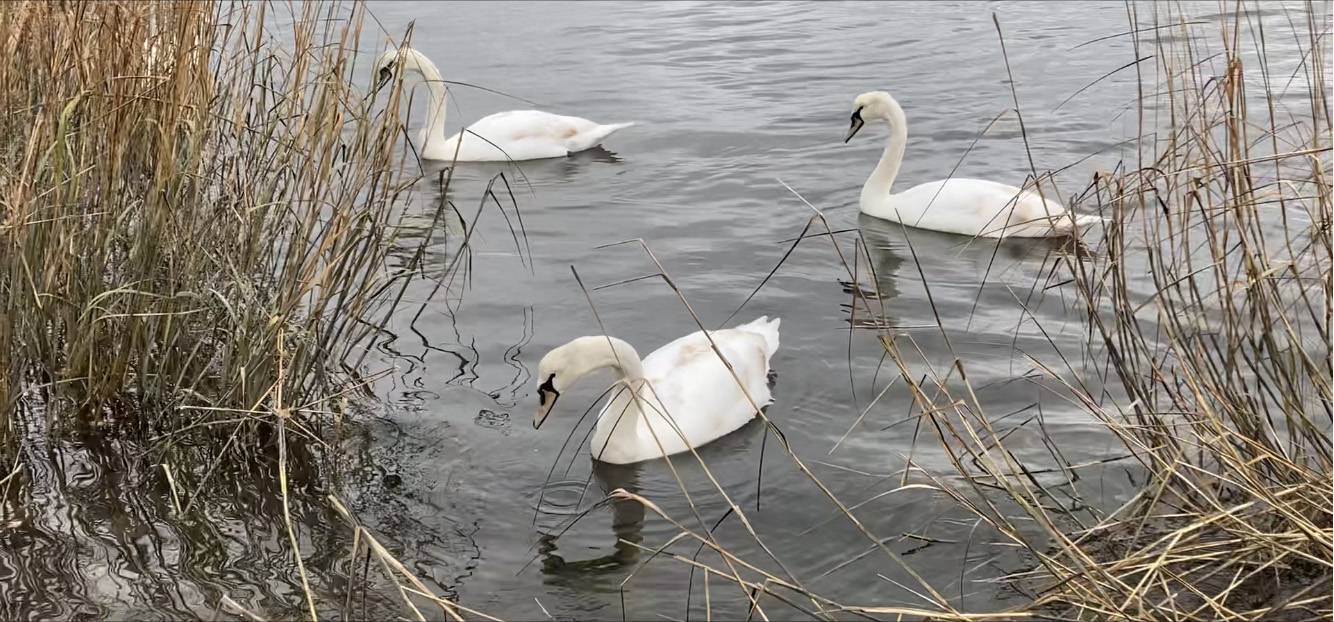 How to Get Bitten by a Swan - Friends of Big Shout Magazine
